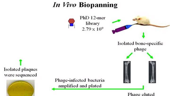 Phage Display | NEB