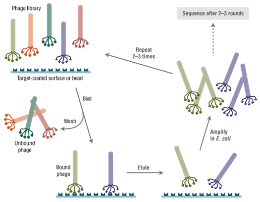 Phage Display Neb