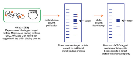 Protein Expression in E. Coli | NEB