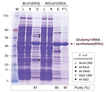 T7 Expression | NEB