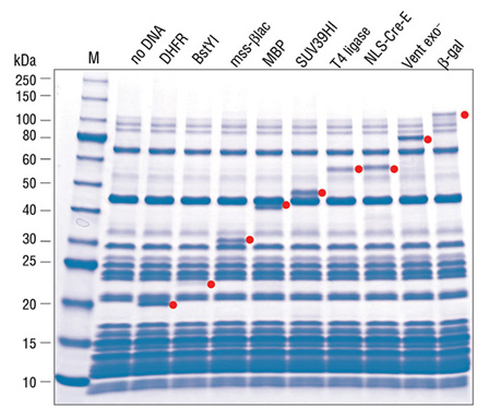 Cell-Free Protein Expression | NEB