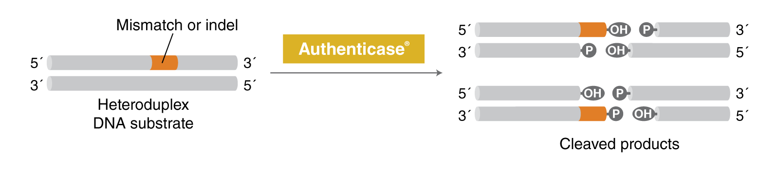 Superior Error Detection Using Authenticase Enhances Assembled Gene