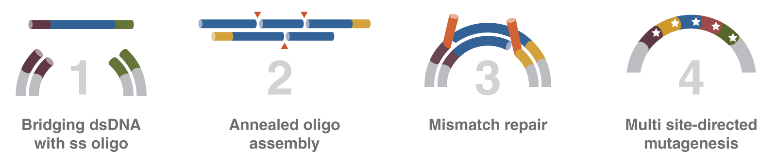Four alternative and powerful cloning applications of NEBuilder HiFi DNA assembly | NEB