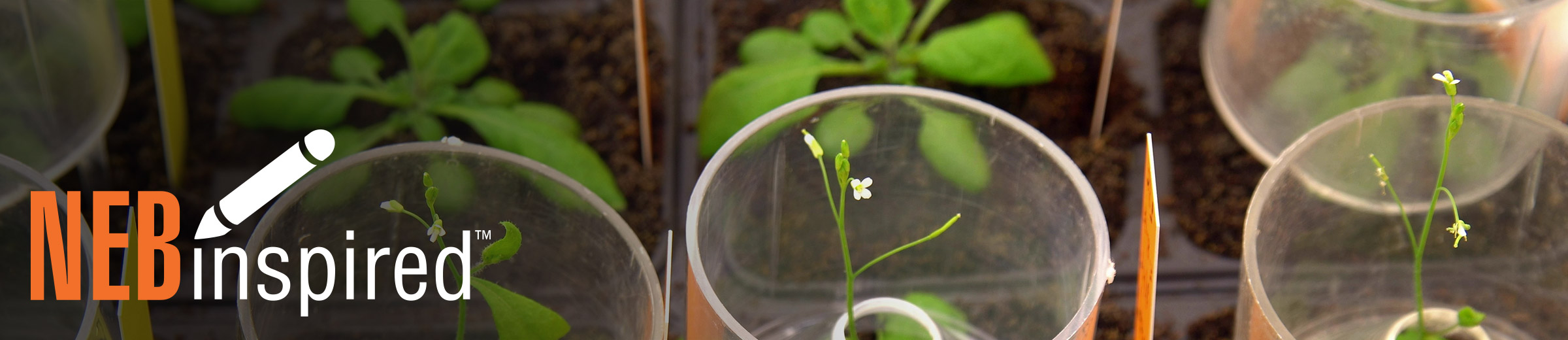 Harvesting Improved Methylome Sequencing Accuracy Neb