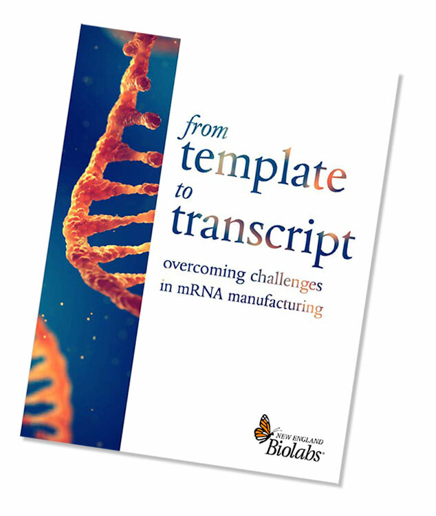 Navigating mRNA IVT | NEB