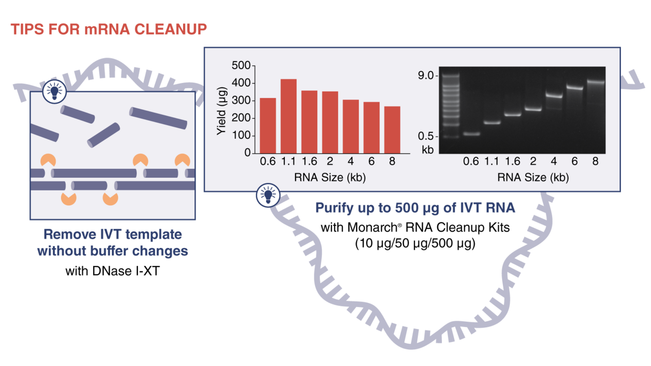 Navigating mRNA IVT | NEB