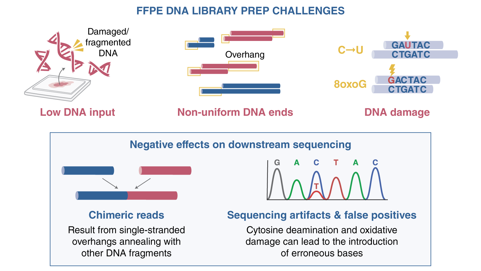 Overcoming challenges in FFPE DNA library prep | NEB
