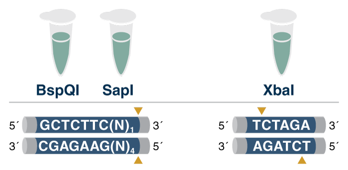 8 tips to follow when choosing a restriction enzyme for in vitro mRNA ...