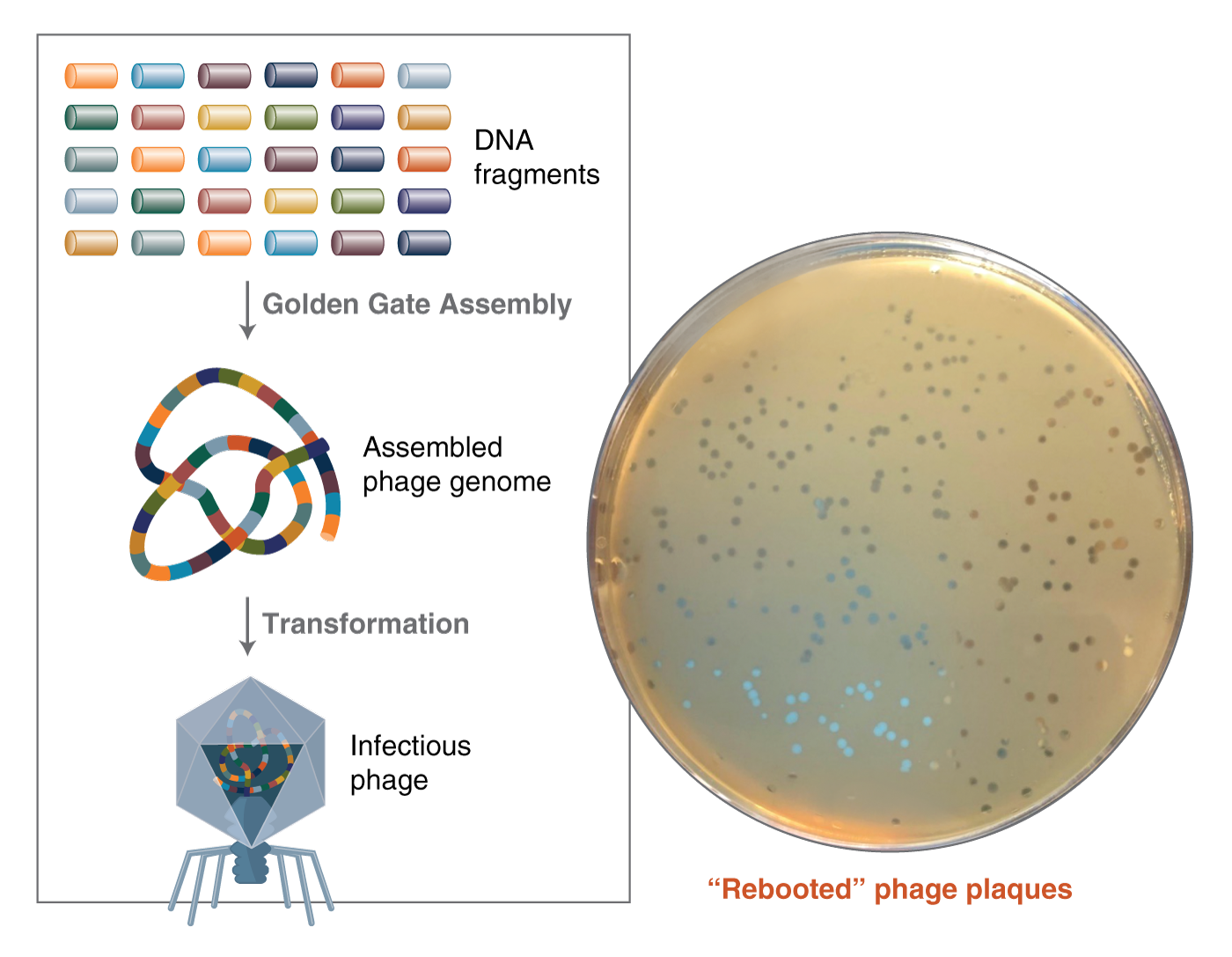 Supersizing Molecular Cloning by Rewriting the Rules for Golden Gate ...