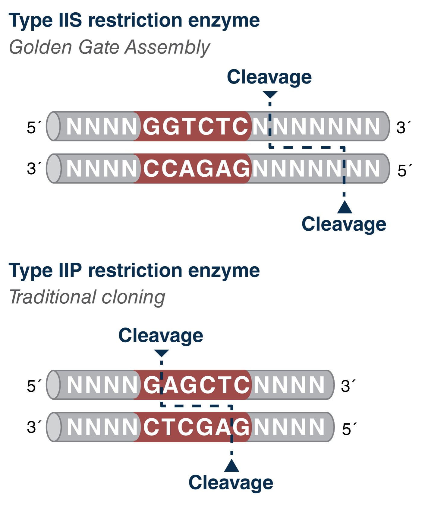 Supersizing Molecular Cloning by Rewriting the Rules for Golden Gate ...