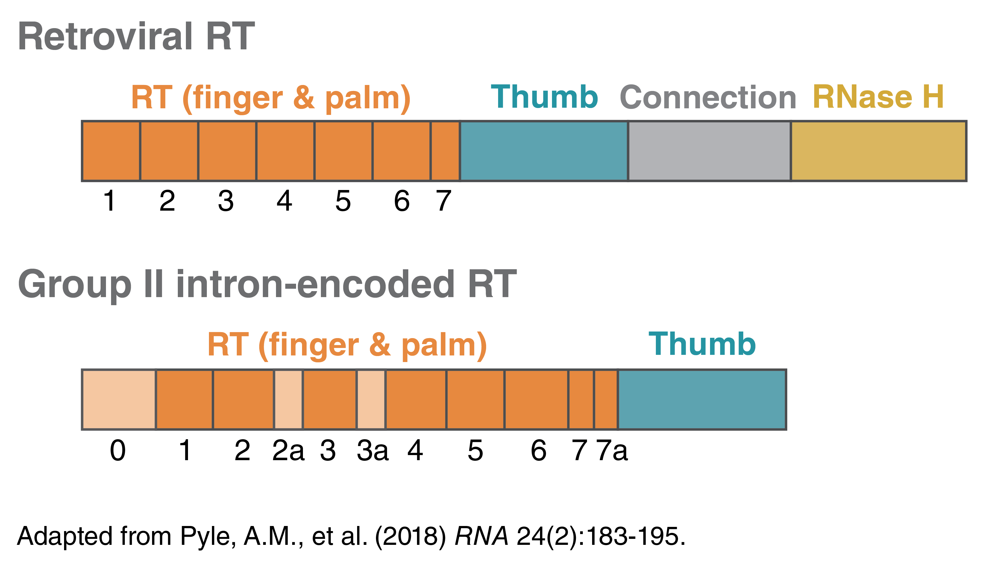 What Is The Difference Between Intron Encoded And Retroviral Reverse