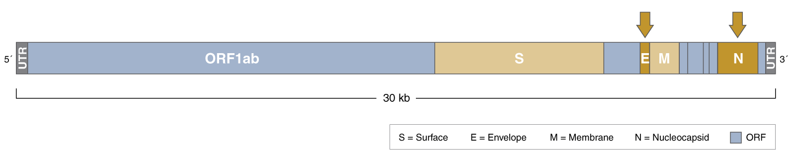 SARS-CoV-2 Rapid Colorimetric LAMP Assay Kit | NEB