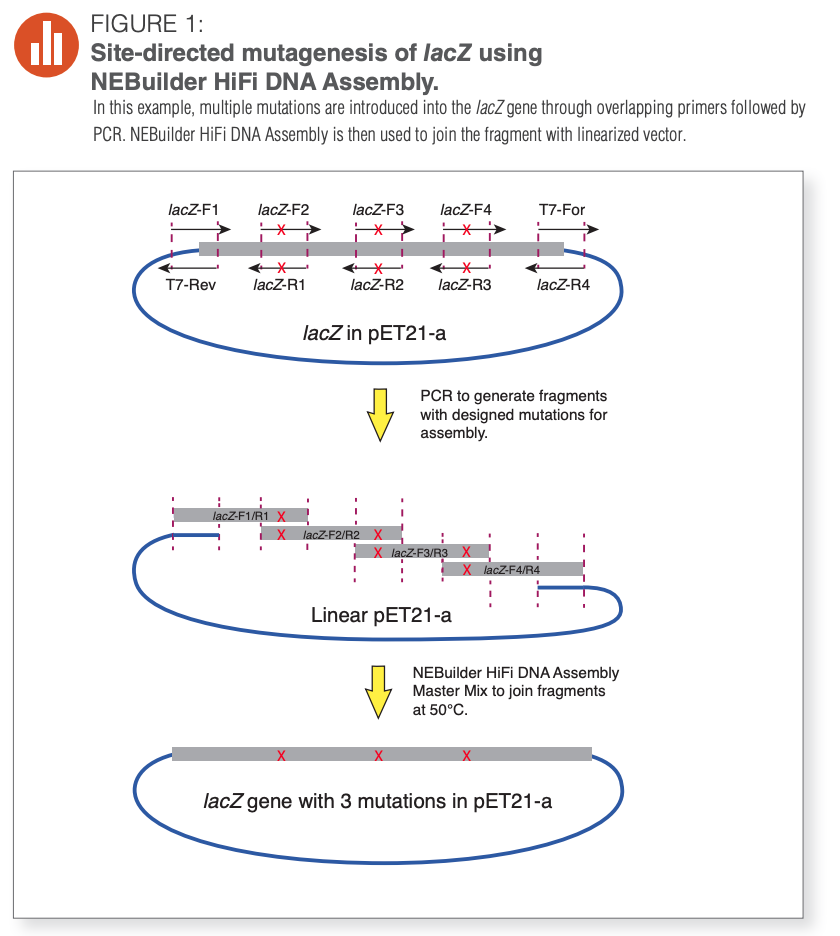 I use the Q5 Site-Directed Mutagenesis Kit to introduce single ...
