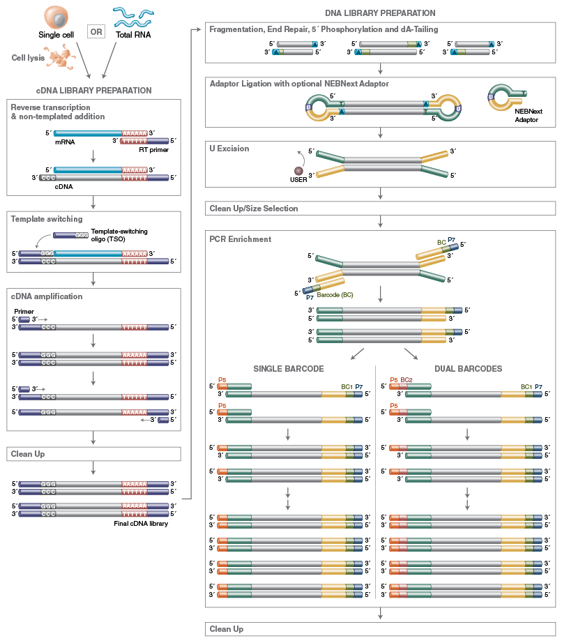cdna library preparation