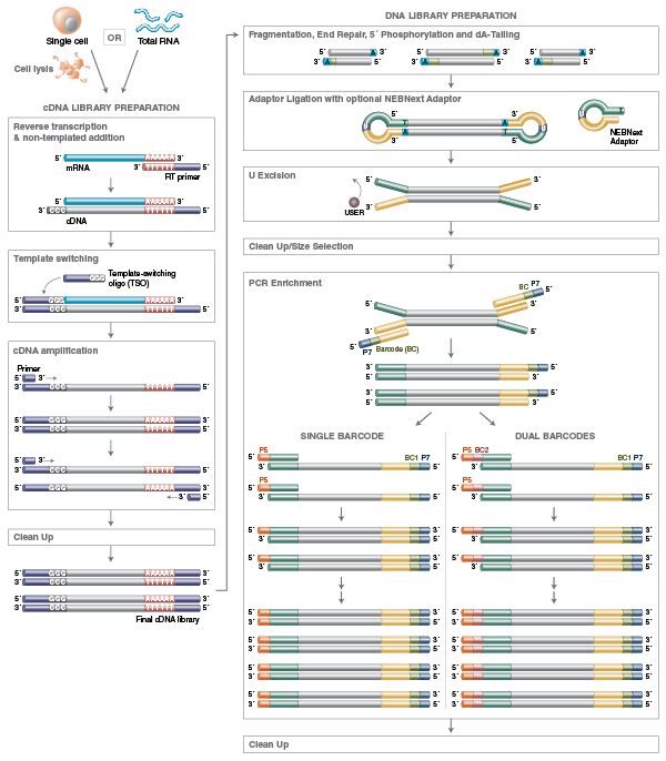 RNA Library Prep for Illumina | NEB