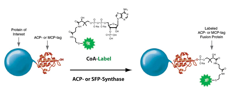 In vivo Imaging | NEB