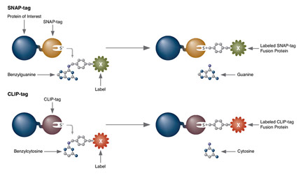 Protein Localization | NEB