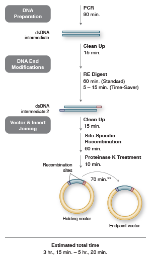 Recombinational Cloning | NEB