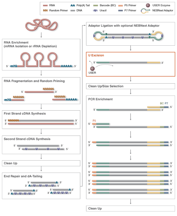 Applications of USER® and Thermolabile USER II Enzymes | NEB