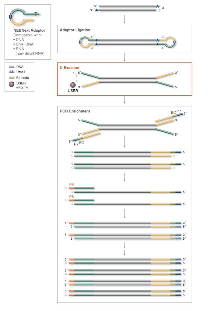 Applications of USER® and Thermolabile USER II Enzymes | NEB
