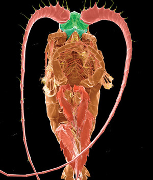 Gaussia and Cypridina Luciferases - Ultrasensitive secreted reporters ...