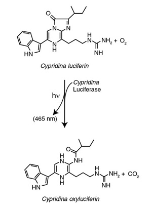 Gaussia and Cypridina Luciferases - Ultrasensitive secreted reporters ...