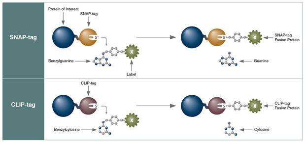 SNAP-tag® Technologies: Tools to Study Protein Function | NEB