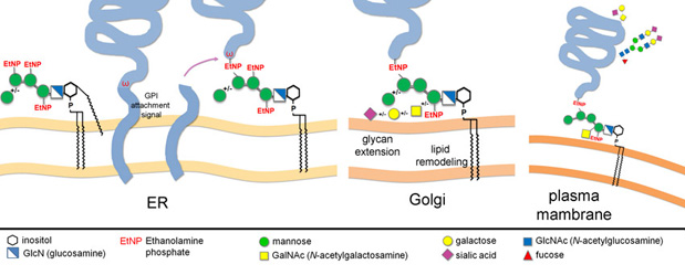 glycolipid function