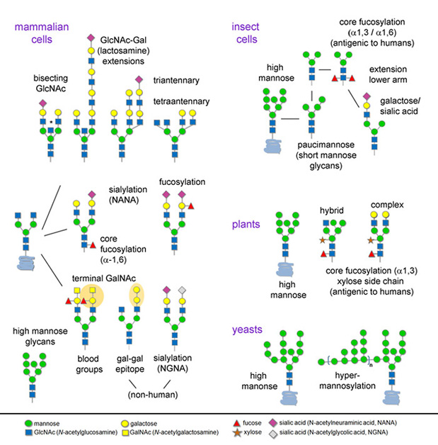 Expression Systems | NEB