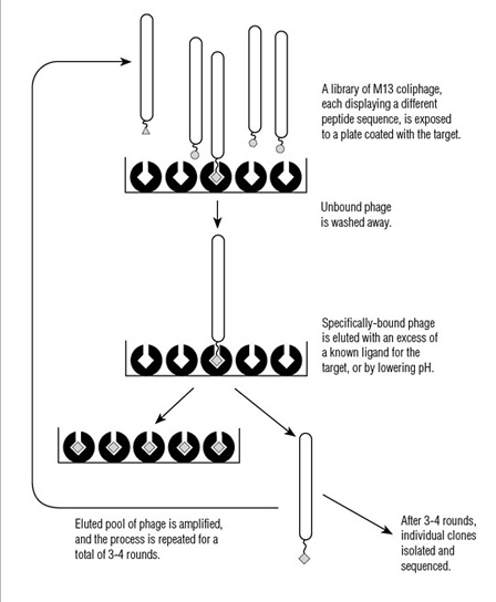 Phage Display | NEB