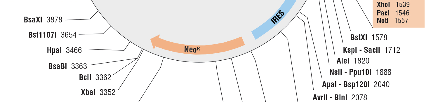 DNA Plasmids & Substrates | NEB