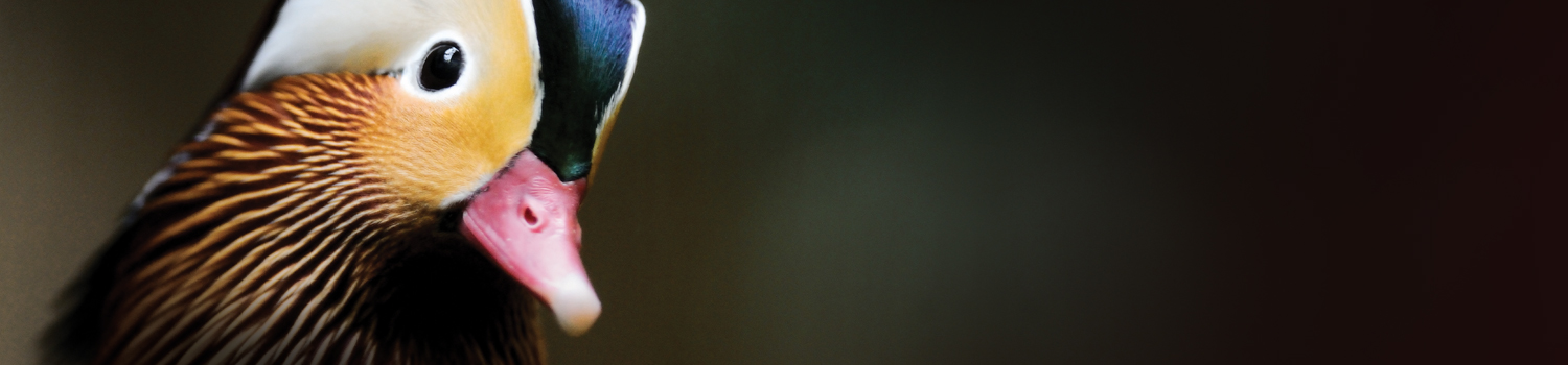 Q5® High-Fidelity DNA Polymerases | NEB