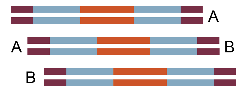 Guidelines for using NEBuilder® HiFi DNA Assembly | NEB