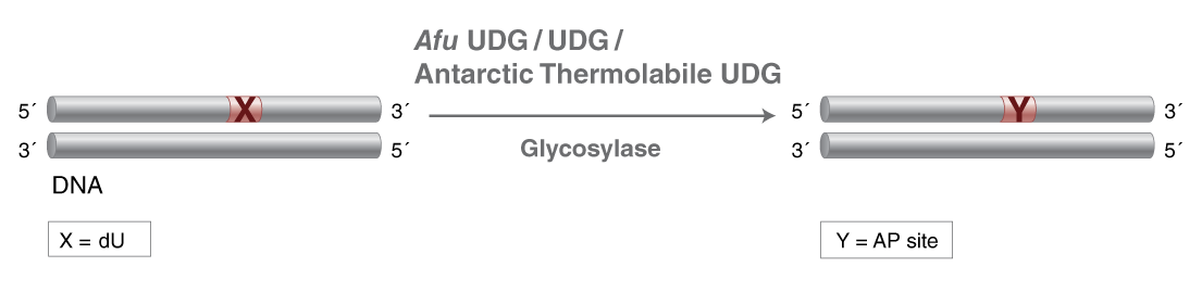 Afu Uracil-DNA Glycosylase (UDG) | NEB