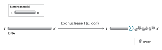 Exonuclease I (E. coli) | NEB