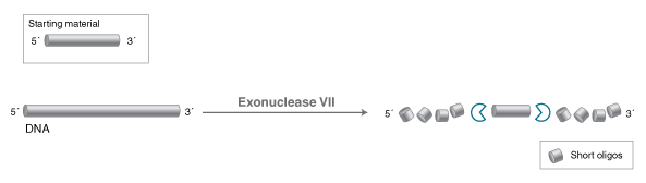 Exonuclease VII | NEB
