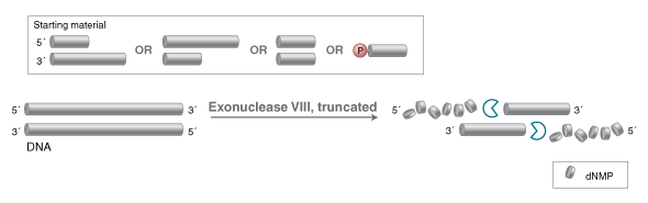 Exonuclease VIII, truncated | NEB