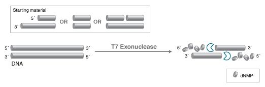 T7 Exonuclease | NEB