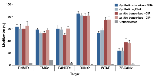 EnGen® sgRNA Synthesis Kit, S. pyogenes | NEB