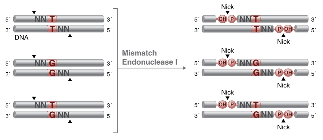 Activities Of Dna Repair Enzymes And Structure Specific Endonucleases Neb
