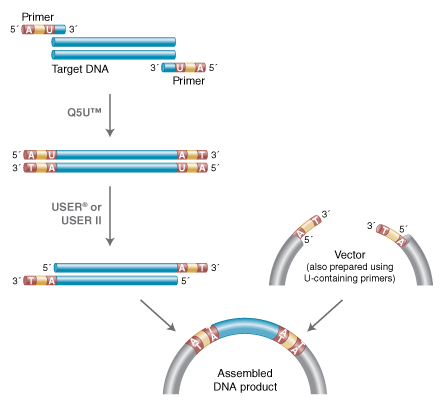 Q5U® Hot Start High-Fidelity DNA Polymerase | NEB