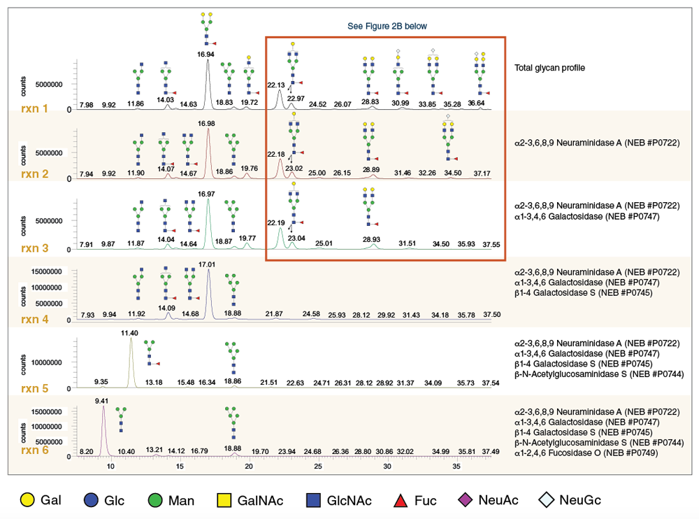 N-Glycan Sequencing Kit | NEB