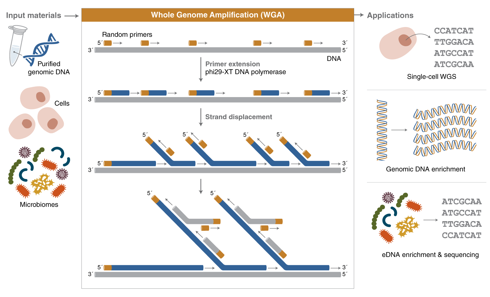 phi29-XT WGA Kit | NEB