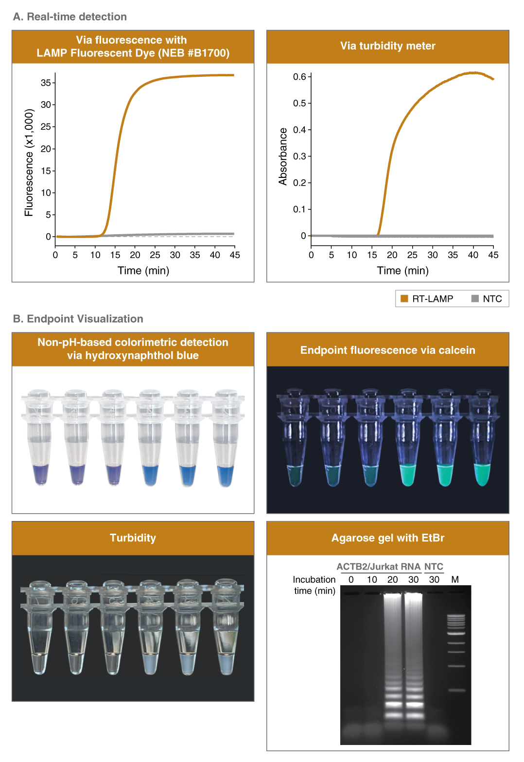 WarmStart® Multi-Purpose LAMP/RT-LAMP 2X Master Mix (with UDG) | NEB