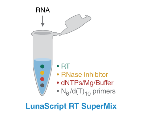 Cdna Synthesis