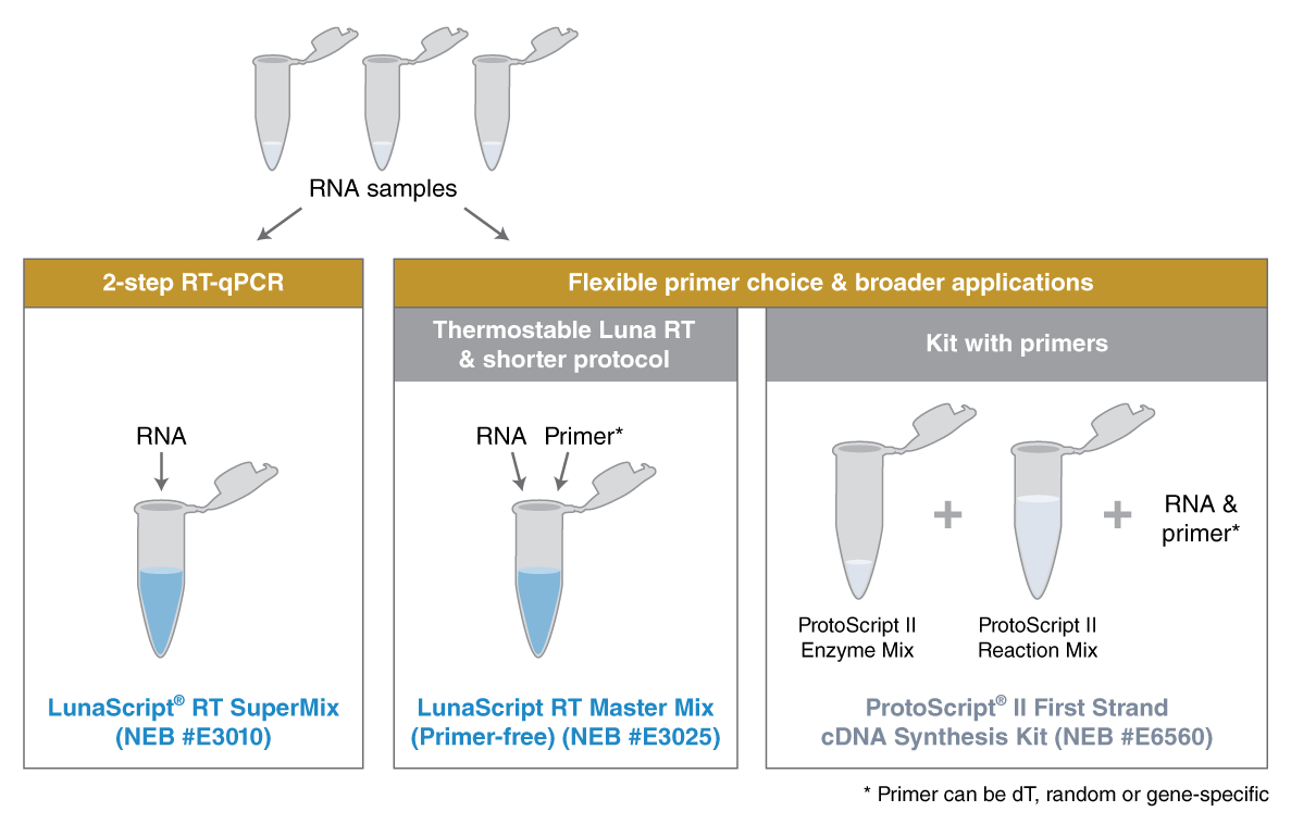 How do I choose between the first strand cDNA synthesis kits from NEB ...