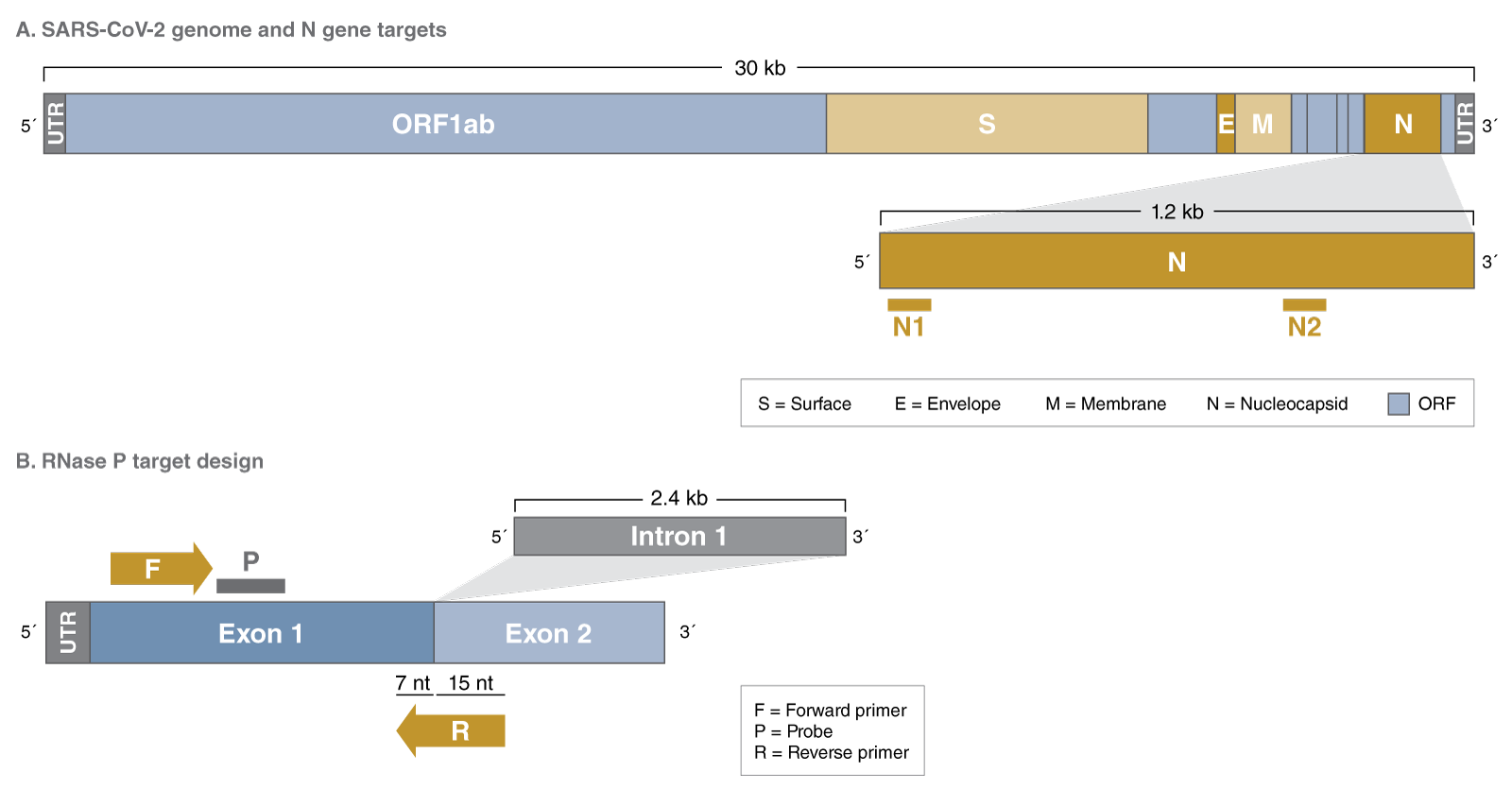 Luna® SARS-CoV-2 RT-qPCR Multiplex Assay Kit | NEB