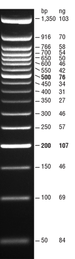 DNA Markers and Ladders | NEB