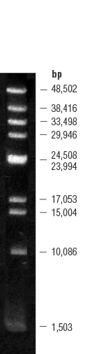 DNA Markers & Ladders | NEB
