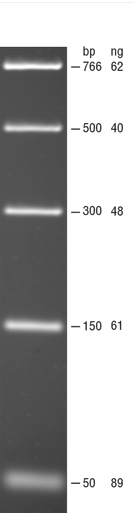 DNA Markers & Ladders | NEB